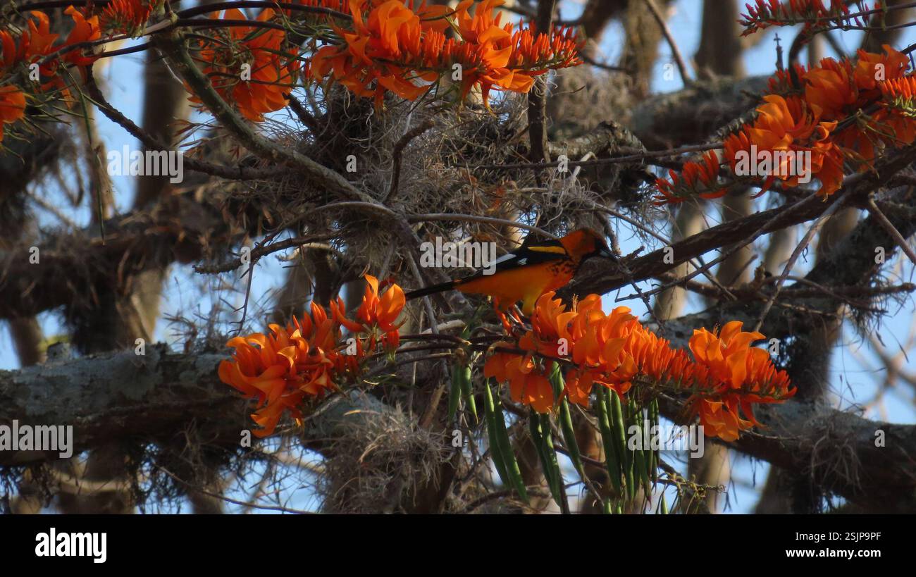 Spot-breasted Oriole (Icterus pectoralis), Aves, El Zamorano, Honduras ...