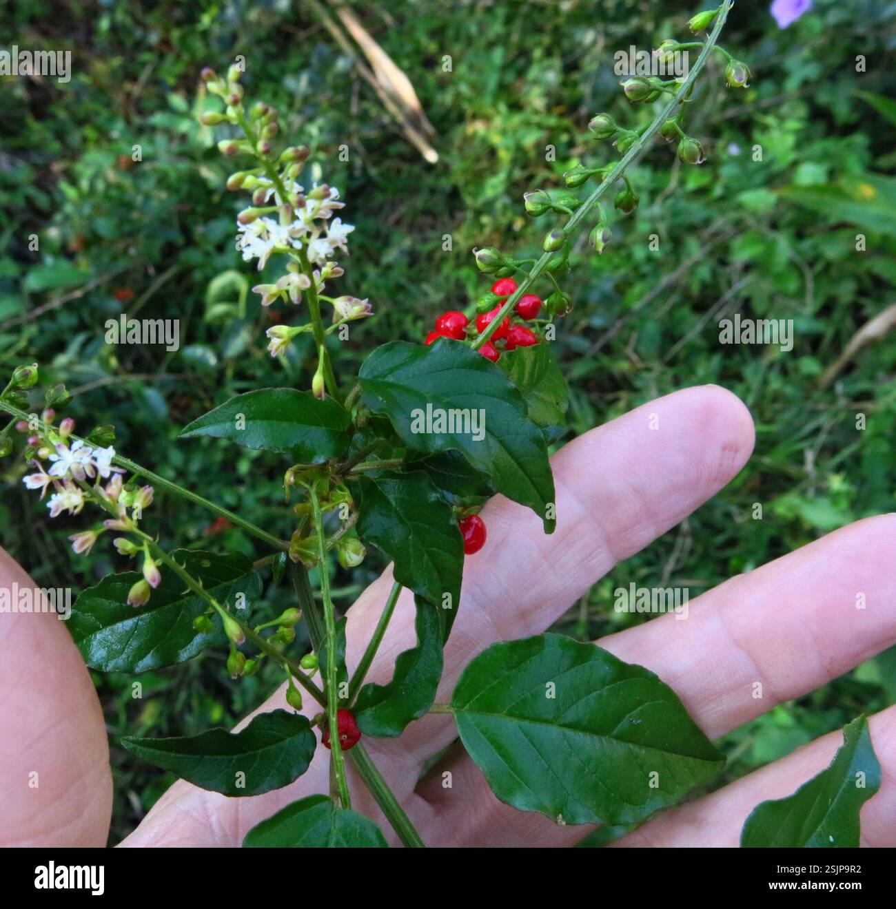 pigeonberry (Rivina humilis), Plantae, uMkhanyakude District ...
