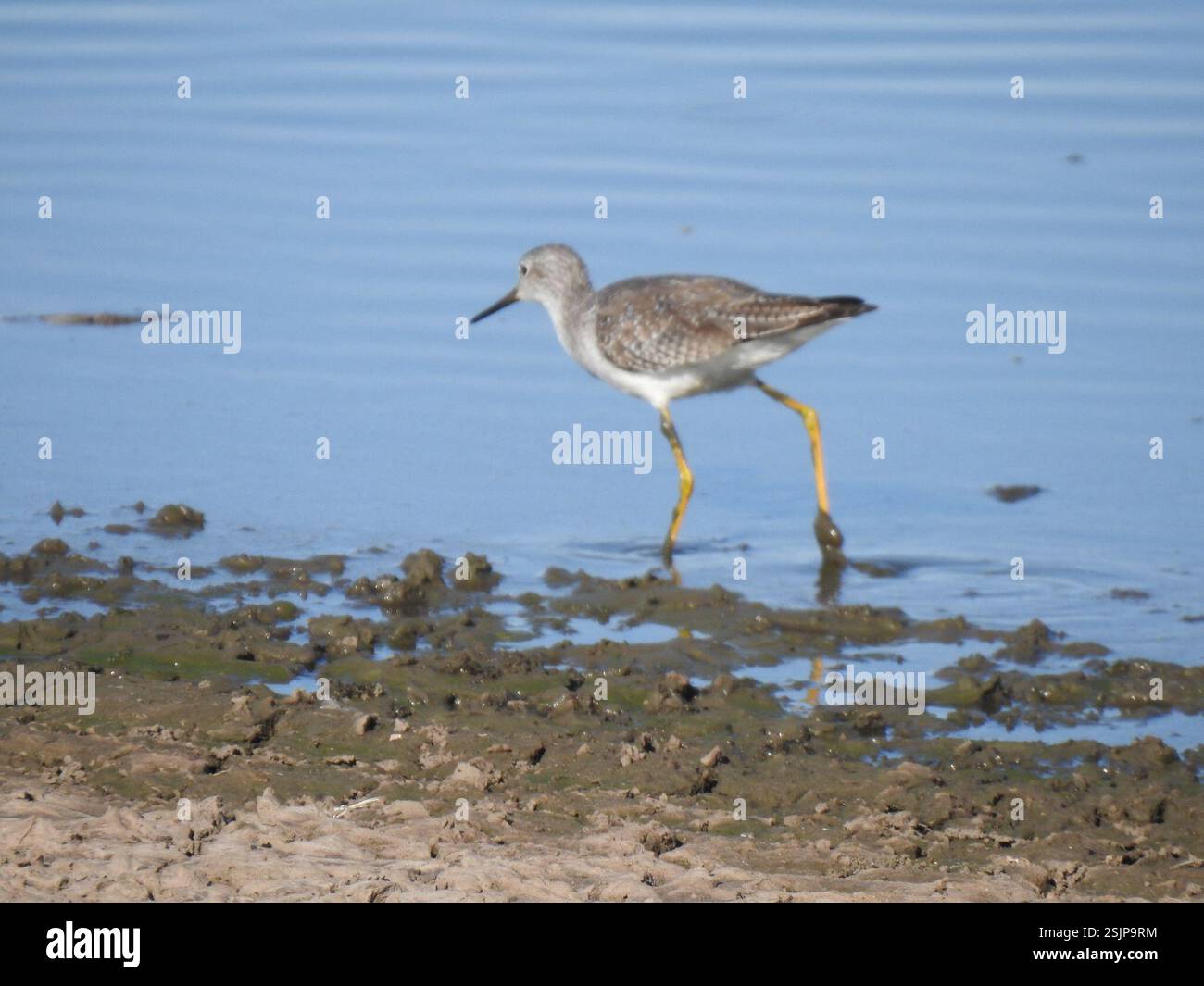 Lesser Yellowlegs (Tringa flavipes), Aves, Maracó, La Pampa, Argentina ...