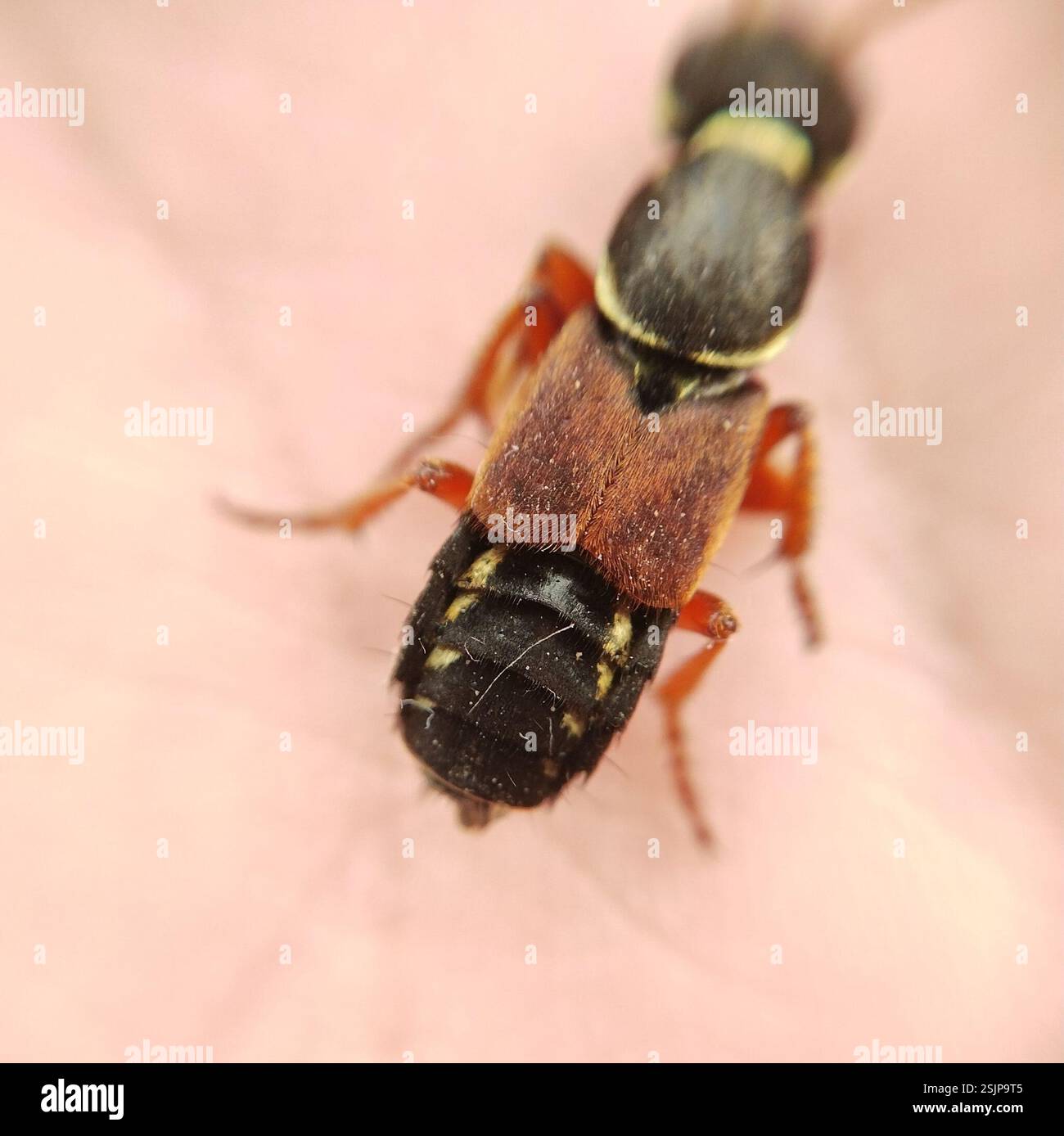 (Staphylinus caesareus), Insecta, Kosanin dol, Pancharevo, Bulgaria ...