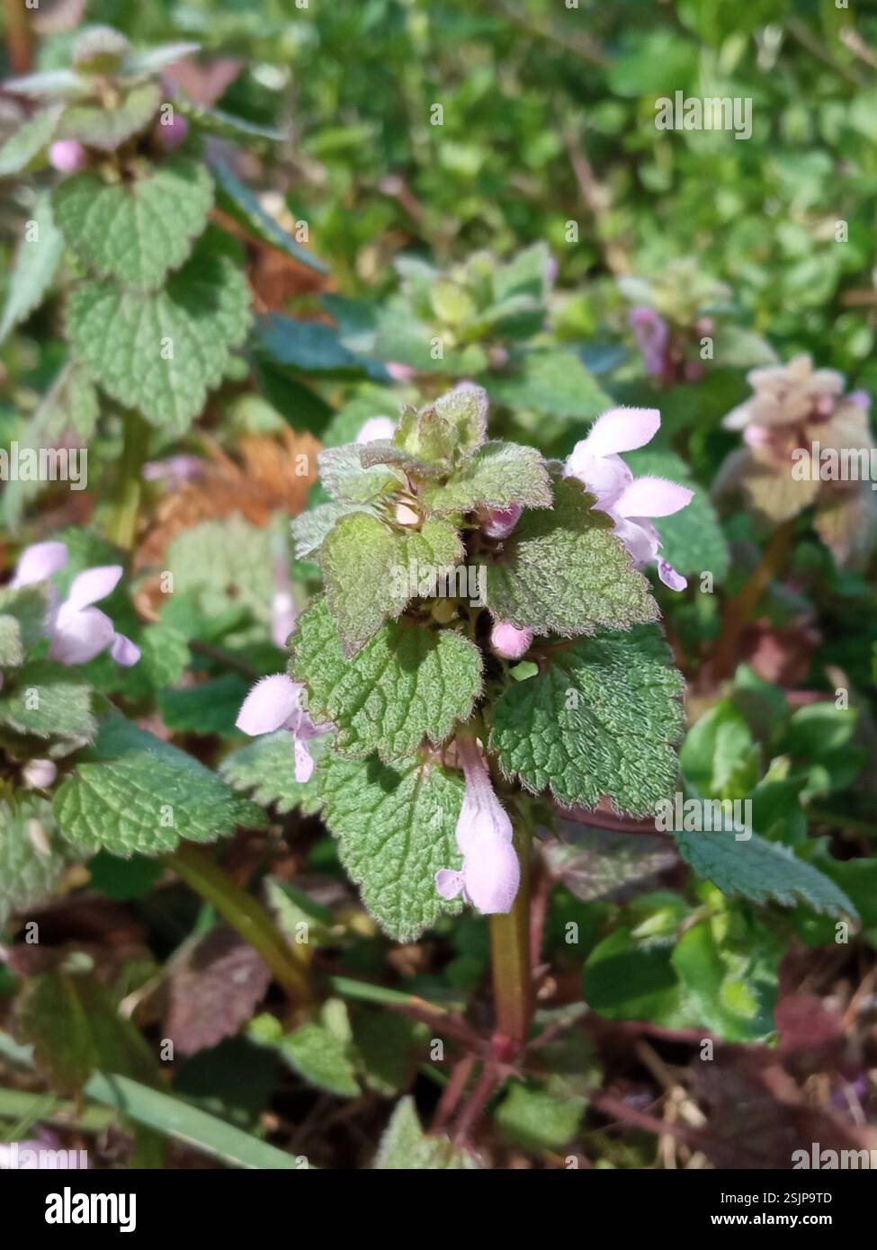 red deadnettle (Lamium purpureum), Plantae, La Frette, France Stock ...