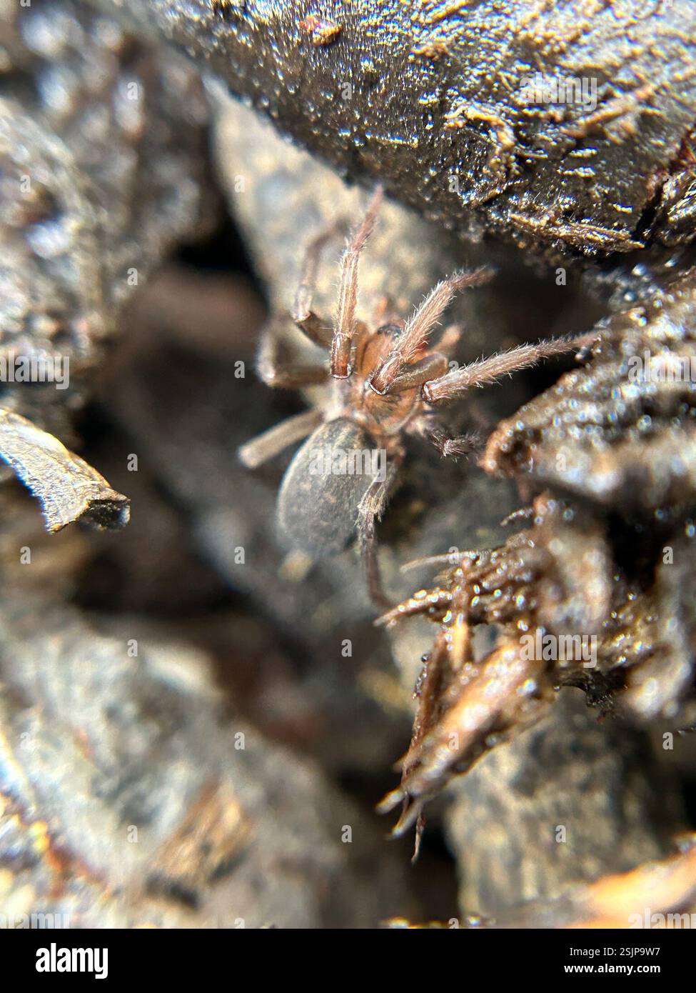 (Agroeca), Arachnida, Highland Dr, Los Osos, CA, US Stock Photo - Alamy