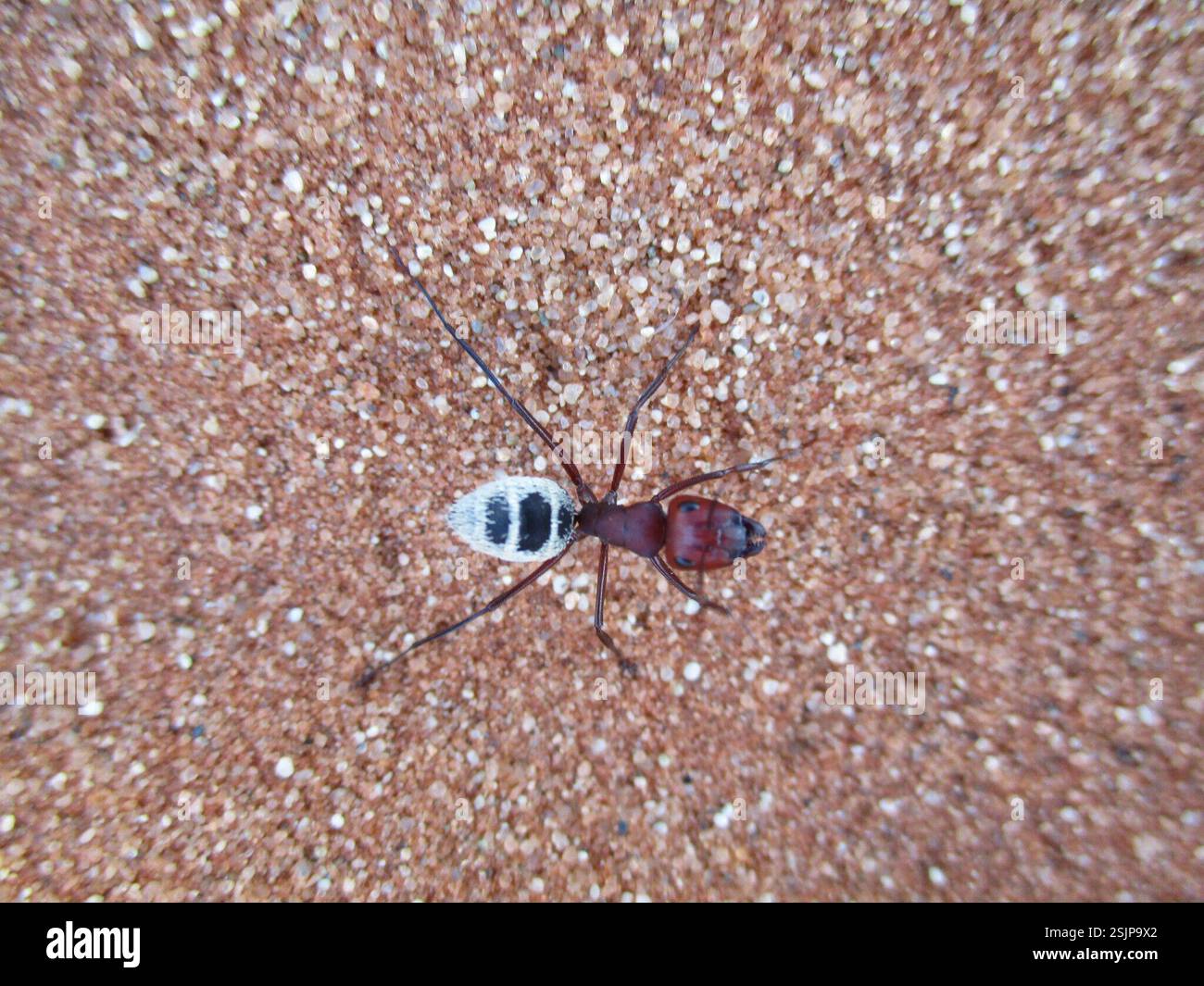 Namib Desert Dune Ant (Camponotus detritus), Insecta, Erongo Region ...