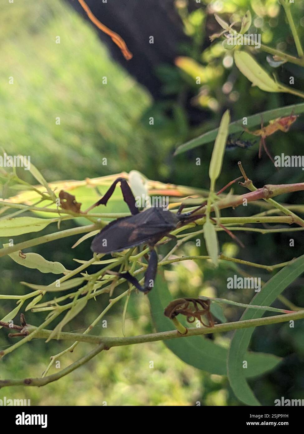 Common Gum-tree Bug (Amorbus robustus), Insecta, Boondall QLD 4034 ...