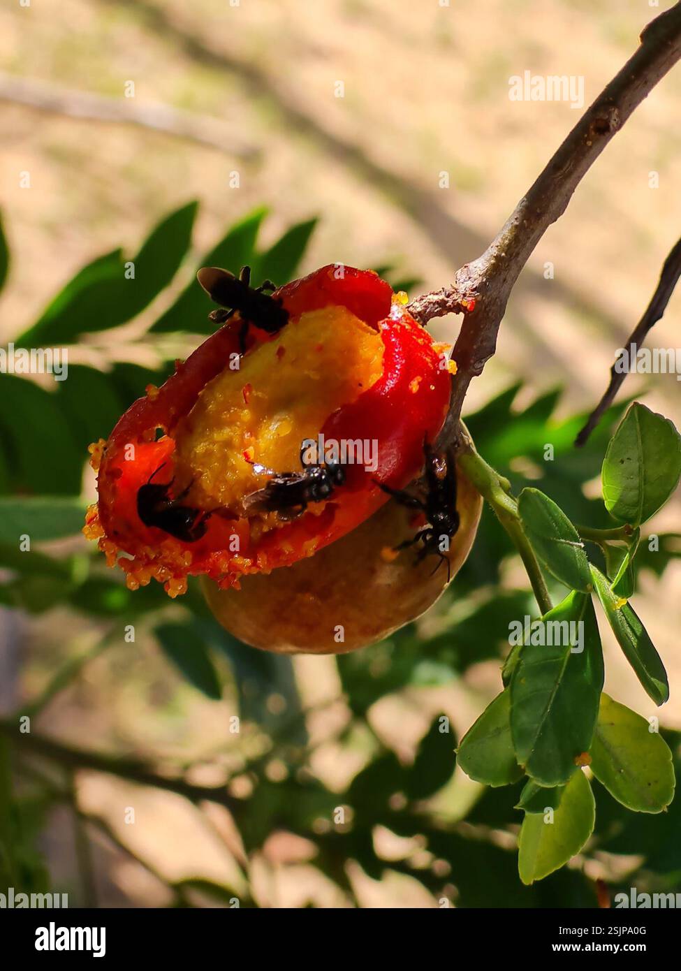 Spiny-legged Stingless bee (Trigona spinipes), Insecta, Taperoá - PB ...