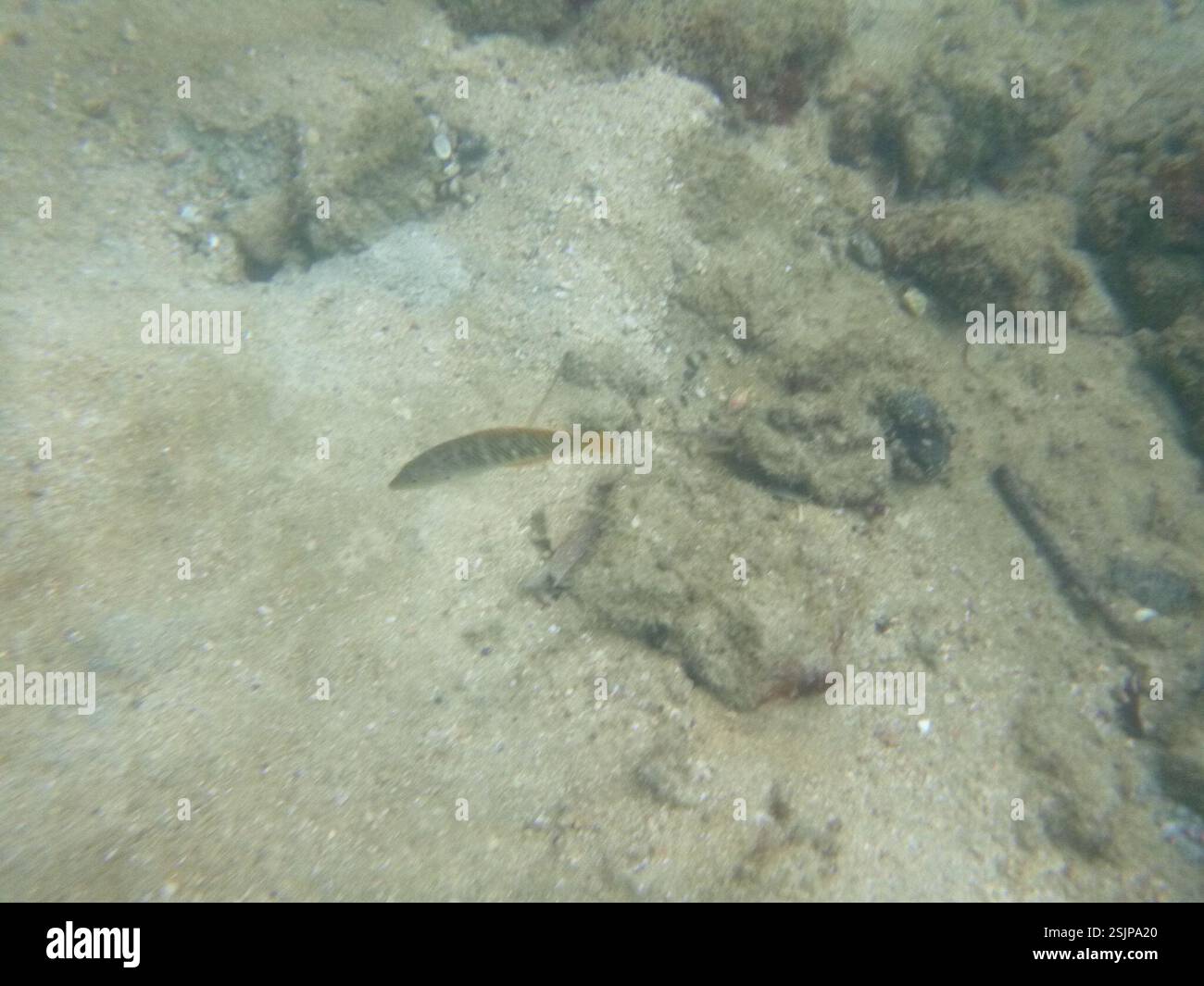 Emperor Breams (Lethrinidae), Actinopterygii, Рейли-Бич, Аонанг, Краби ...