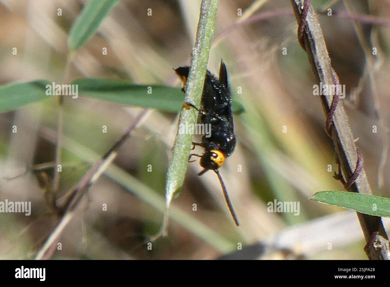 Yellow-headed Flower Wasp (Scolia verticalis), Insecta, Anstead ...