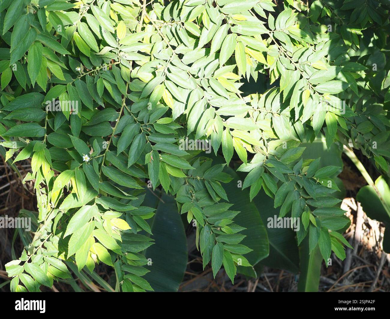 calabur tree (Muntingia calabura), Plantae, 台灣雲林縣 Stock Photo - Alamy