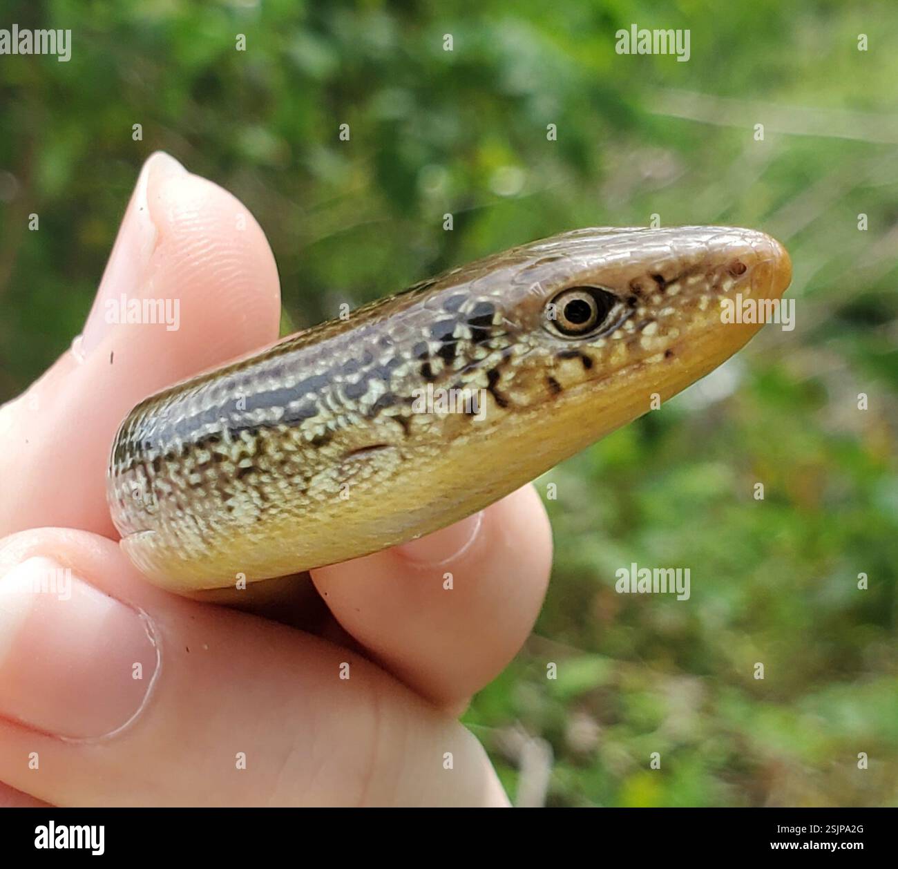 Eastern Glass Lizard (Ophisaurus ventralis), Reptilia, Fort Walton ...