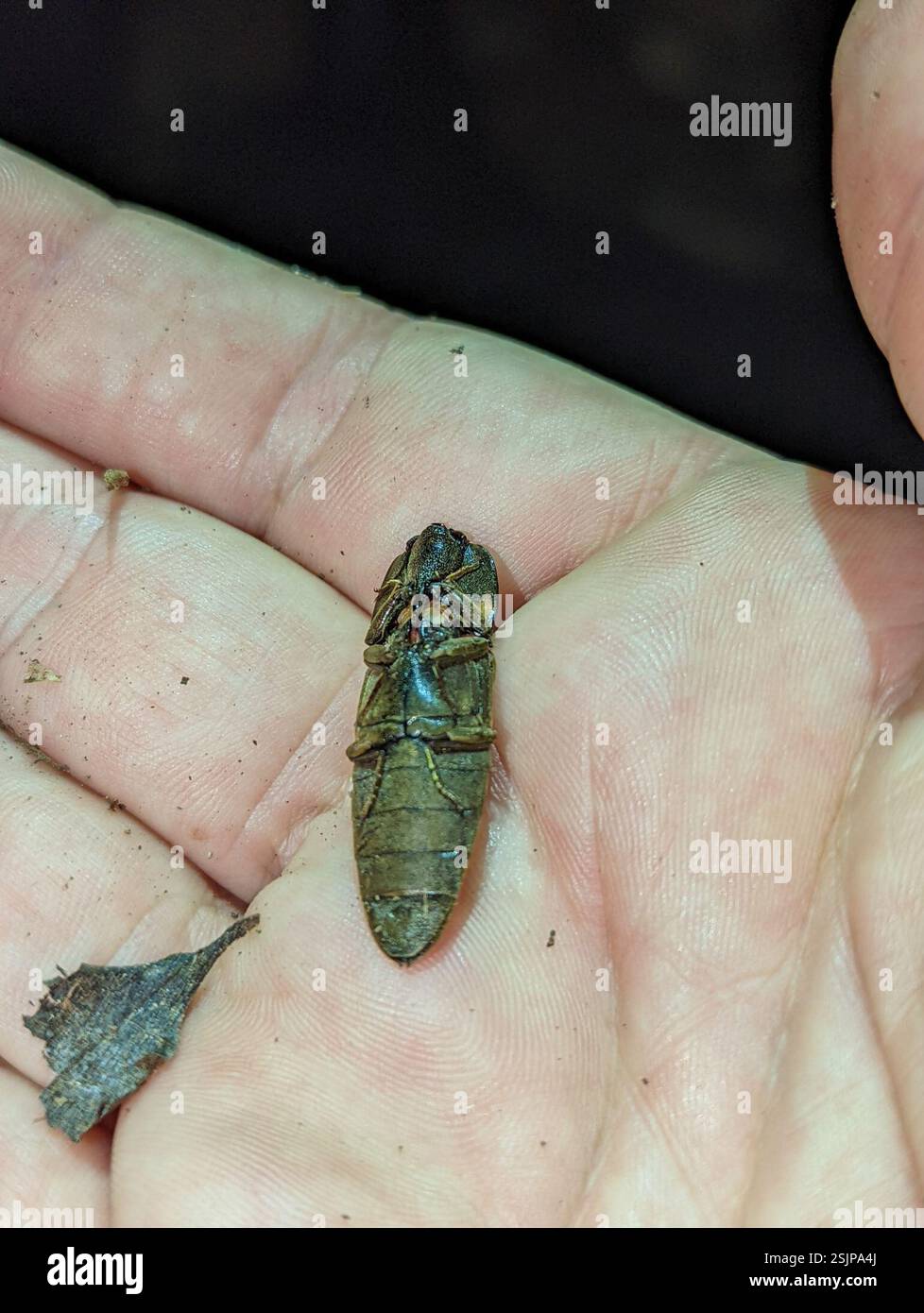 Fire Beetle (Pyrophorus noctilucus), Insecta, Gamboa, Panama Stock ...