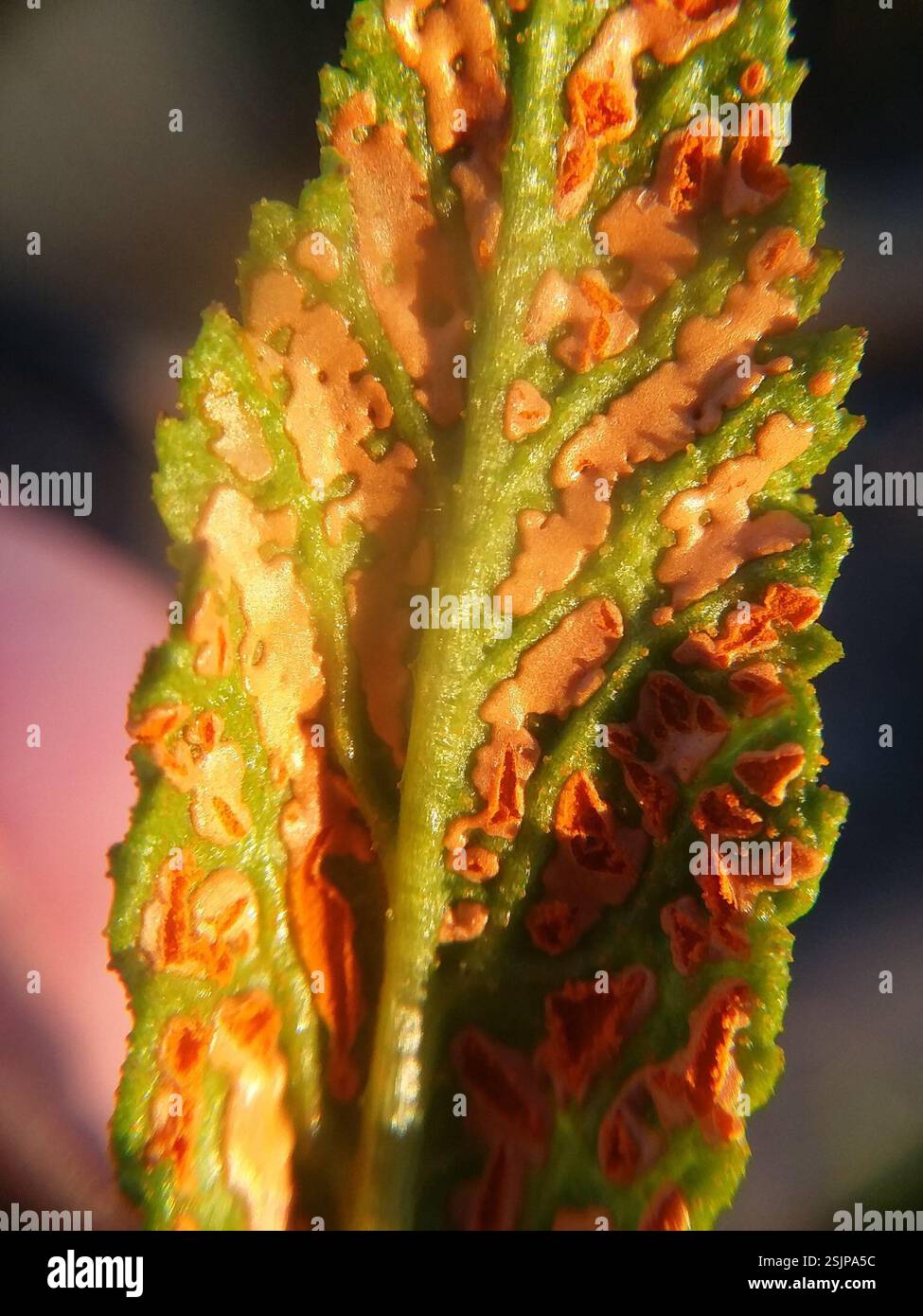 blackberry orange rust (Gymnoconia peckiana), Fungi, WF NFN "Community ...