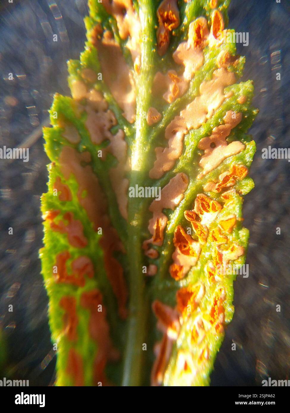 blackberry orange rust (Gymnoconia peckiana), Fungi, WF NFN "Community ...