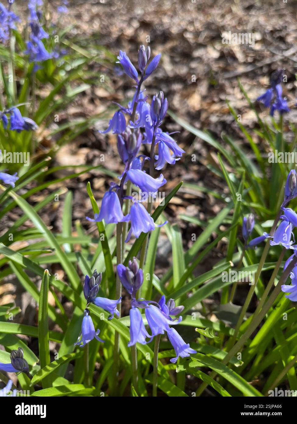 Spanish Bluebell (Hyacinthoides hispanica), Plantae, Garden Rd ...