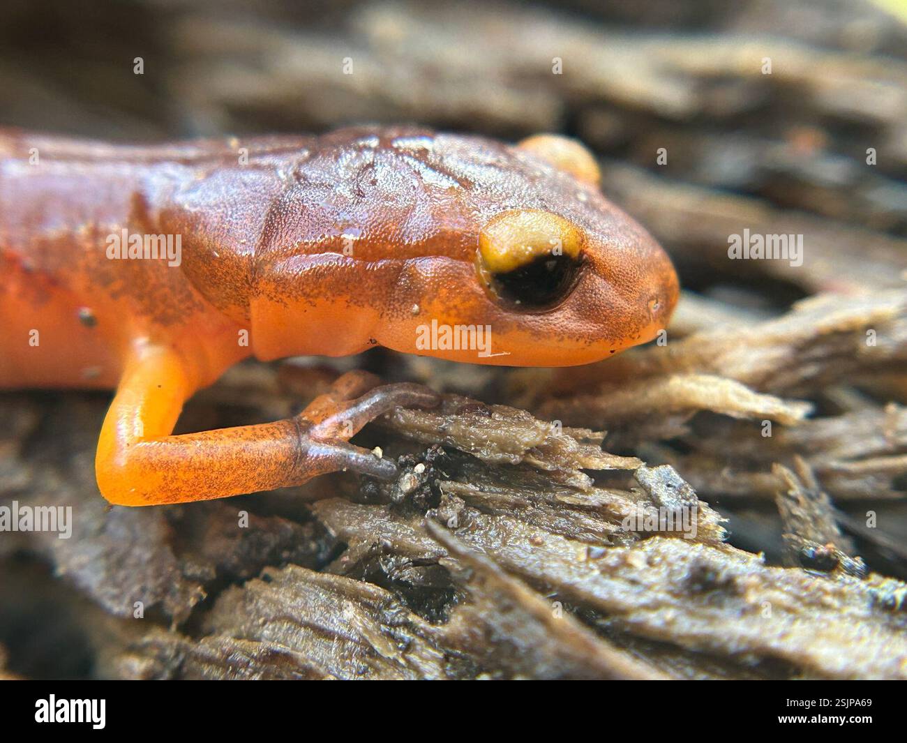 Monterey Ensatina (Ensatina eschscholtzii eschscholtzii), Amphibia ...