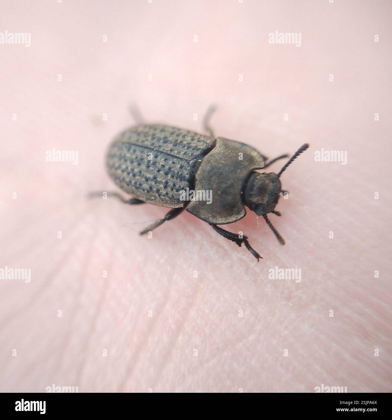 (Opatrum sabulosum), Insecta, 1137 Pancharevo, Bulgaria Stock Photo - Alamy
