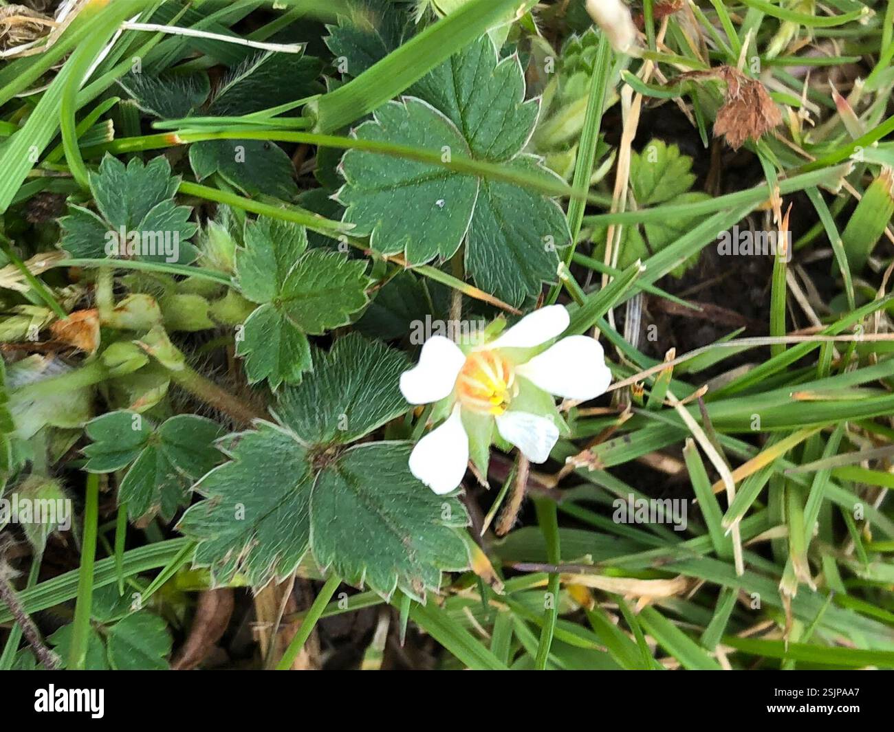 Barren Strawberry (Potentilla sterilis), Plantae, Gower, Swansea, Wales ...
