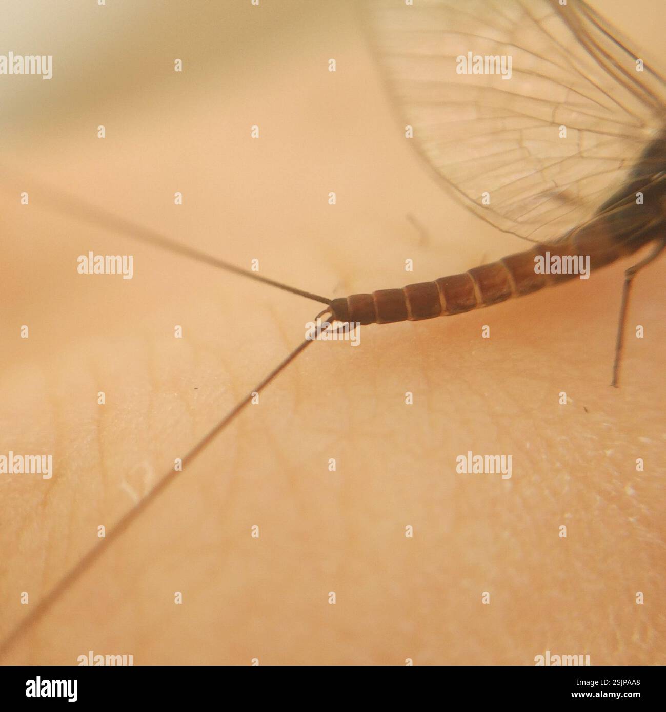 Blue-winged Olives (Baetis), Insecta, Kosanin dol, Pancharevo, Bulgaria ...