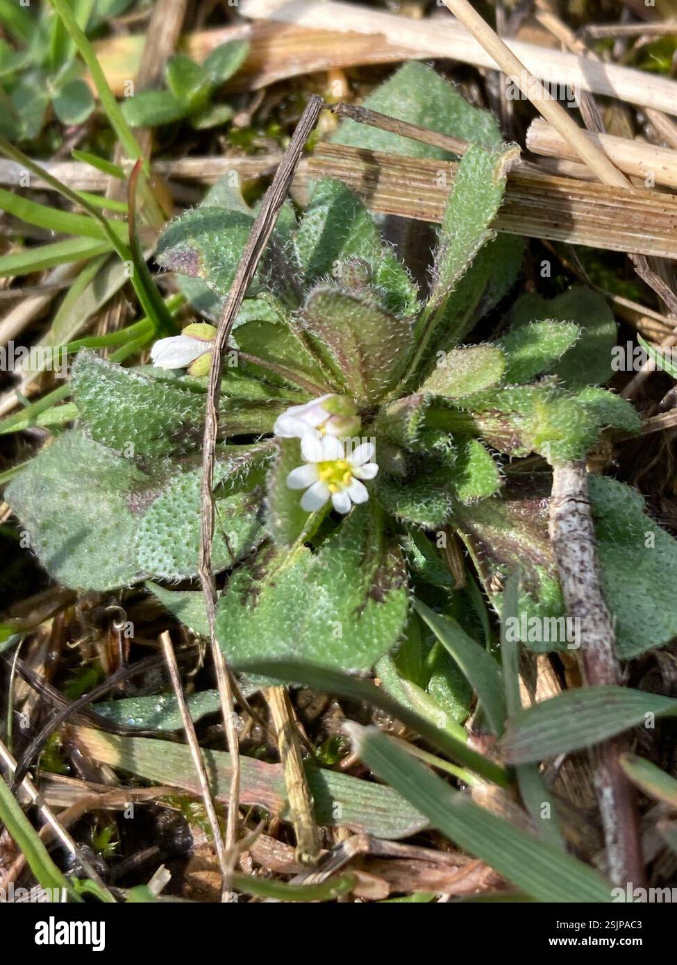 Common Whitlowgrass (Draba verna), Plantae, Avon, IN, US Stock Photo ...