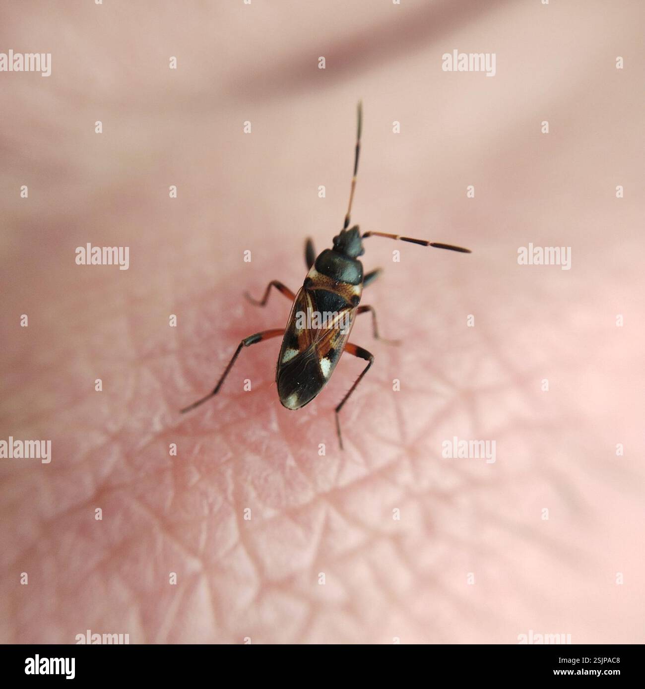 white-spotted groundbug (Raglius alboacuminatus), Insecta, 1137 м ...