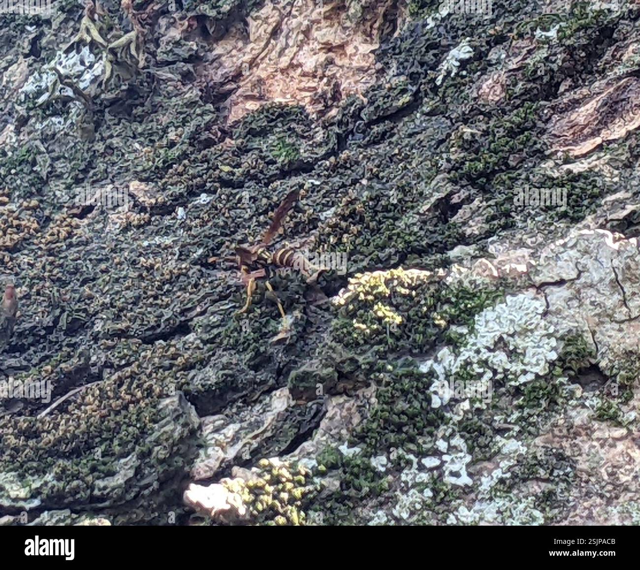 Caribbean Paper Wasp (Polistes crinitus), Insecta, Moca, Dominican ...