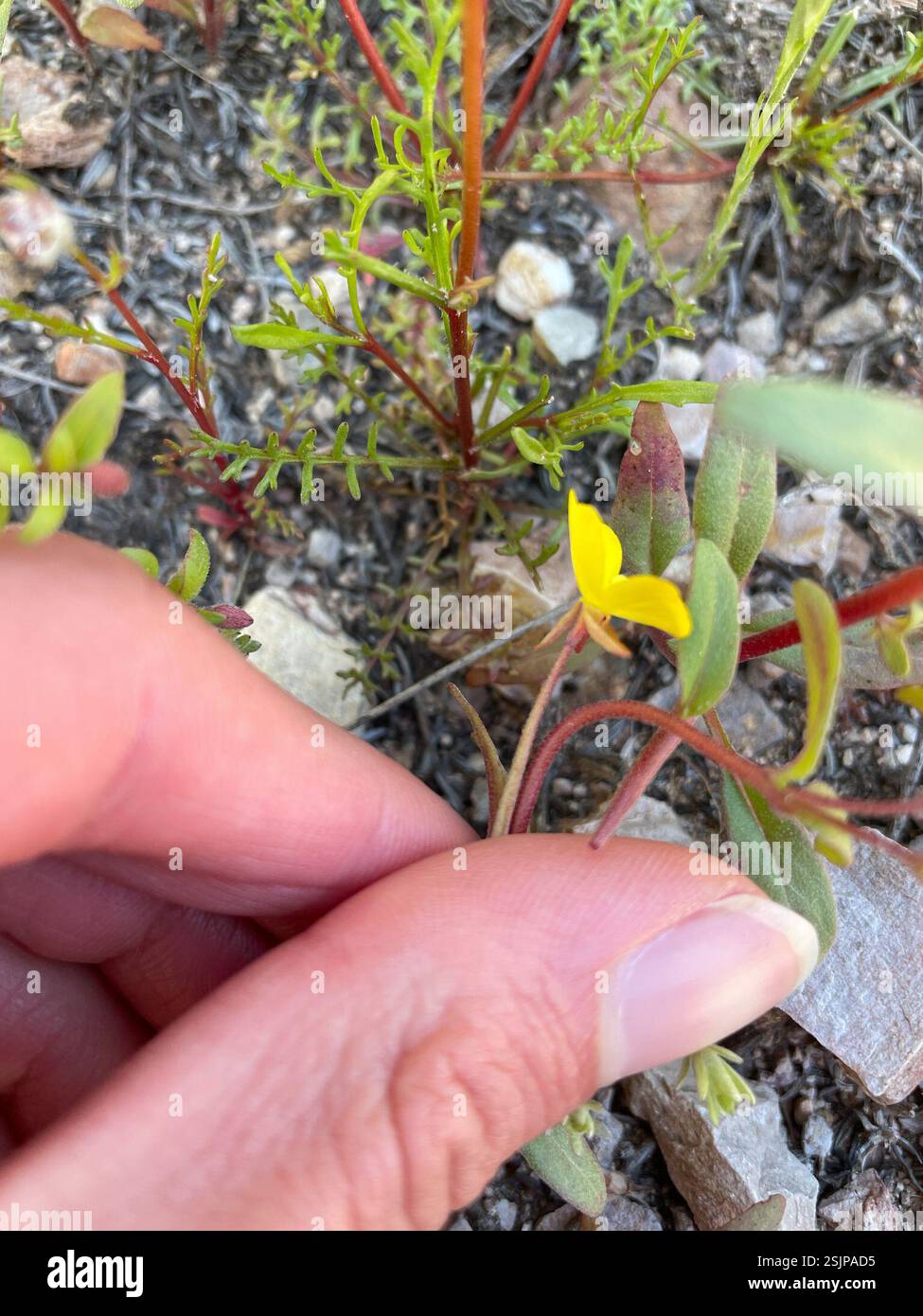 Jurupa Hills Sun Cup (Camissoniopsis ignota), Plantae, San Benito ...