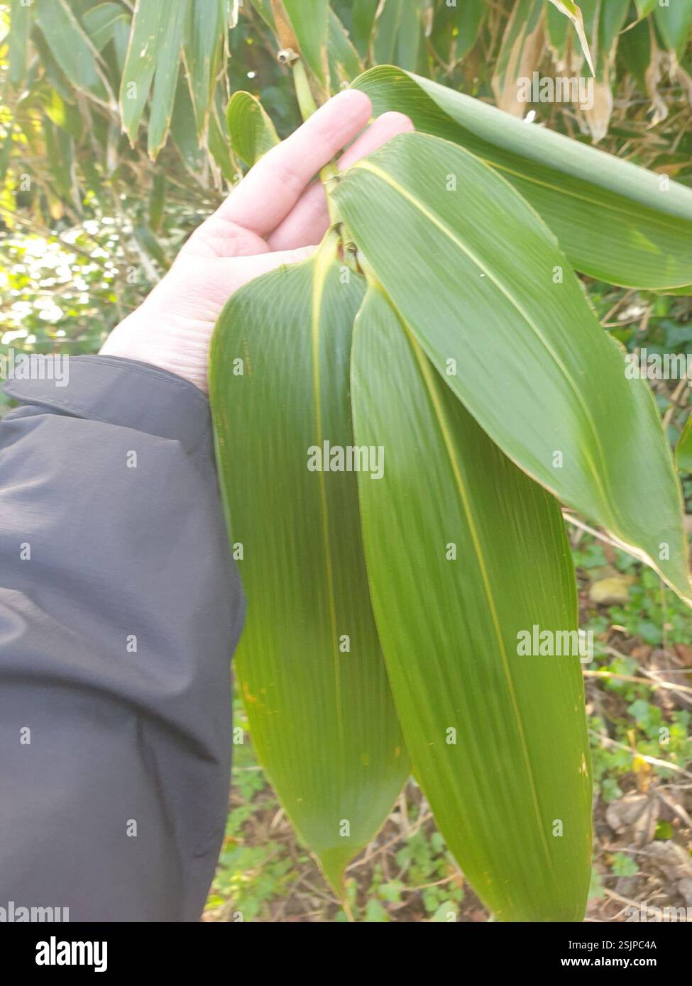 Broad-leaved Bamboo (Sasa palmata), Plantae, Whithorn, Newton Stewart ...