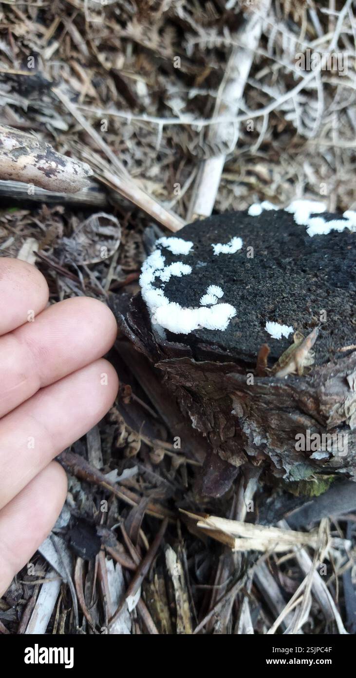 Common Coral Slime (Ceratiomyxa fruticulosa), Protozoa, Chernobyl trail ...