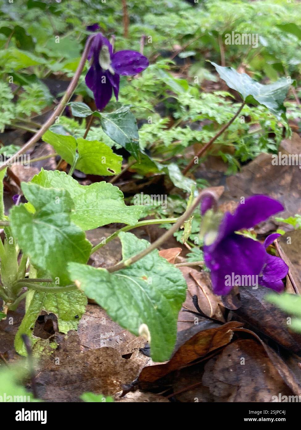 Sweet violet (Viola odorata), Plantae, Suffolk Road, London, England ...