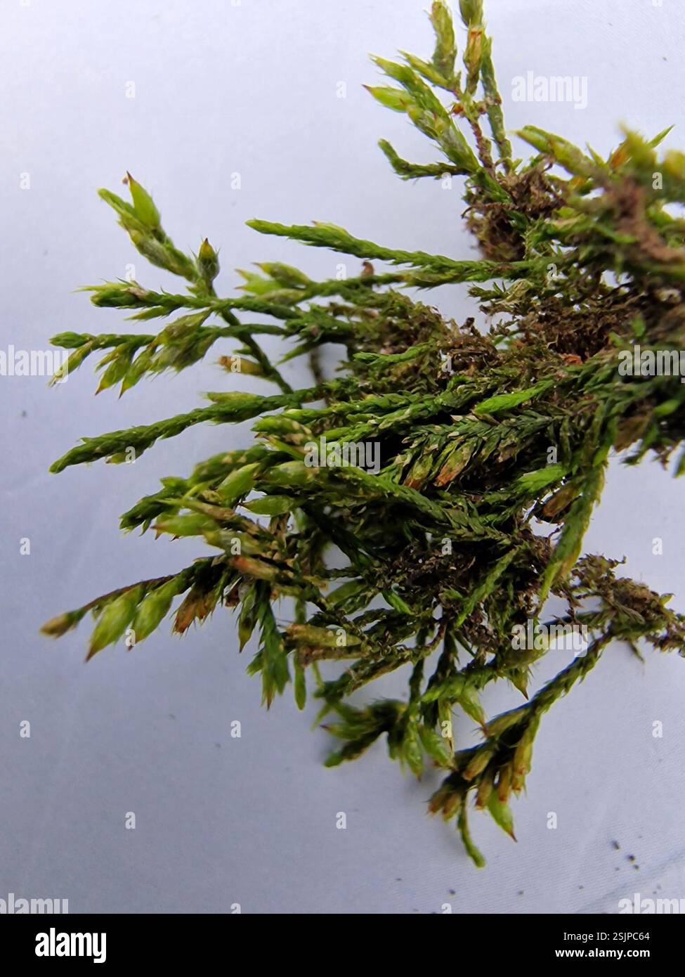 Lateral Cryphaea (Cryphaea heteromalla), Plantae, Robertsbridge TN32 ...