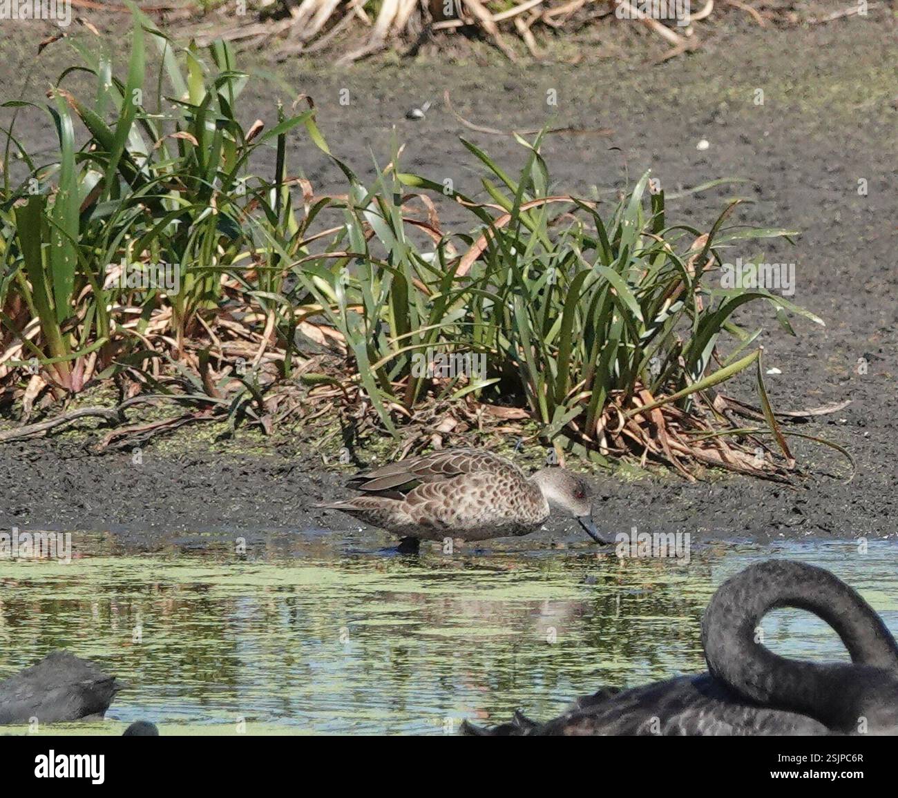 Grey Teal (Anas gracilis), Aves, Braeside VIC 3195, Australia Stock ...
