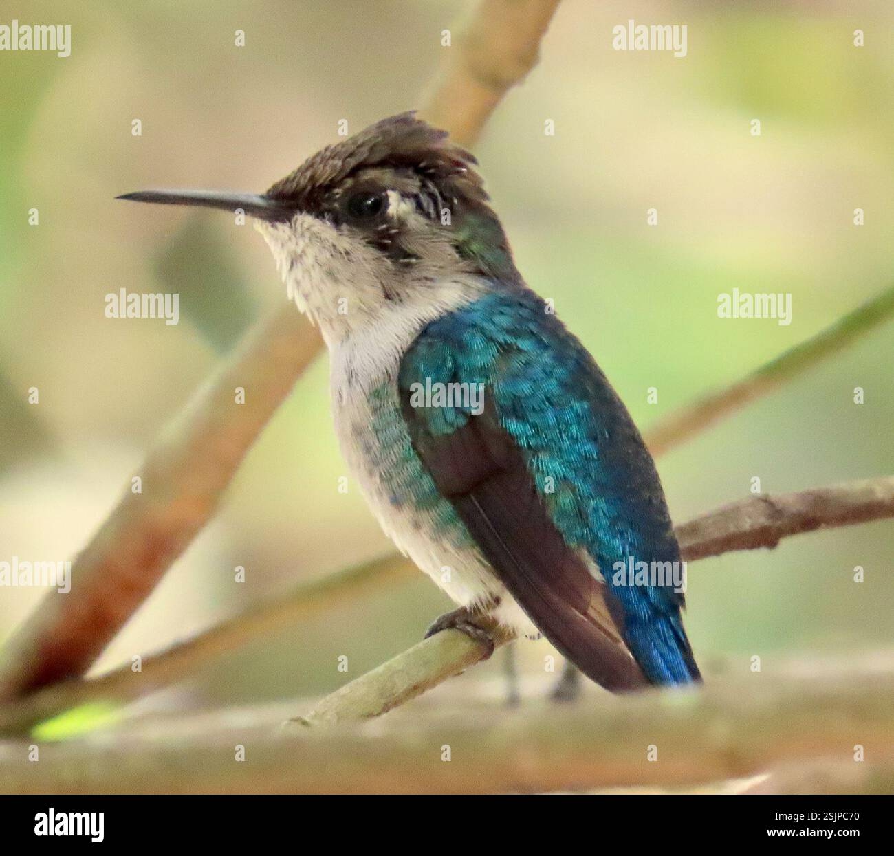 Bee Hummingbird (Mellisuga helenae), Aves, Ciénaga de Zapata, CU-MA, CU ...