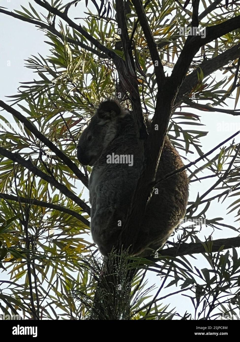 Koala (Phascolarctos cinereus), Mammalia, Mount Simpson Trl, Bucketty ...