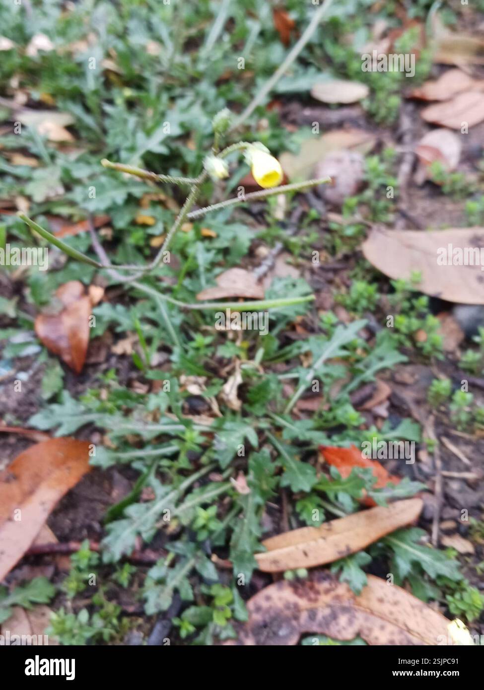annual wall-rocket (Diplotaxis muralis), Plantae, 76262 Stock Photo - Alamy