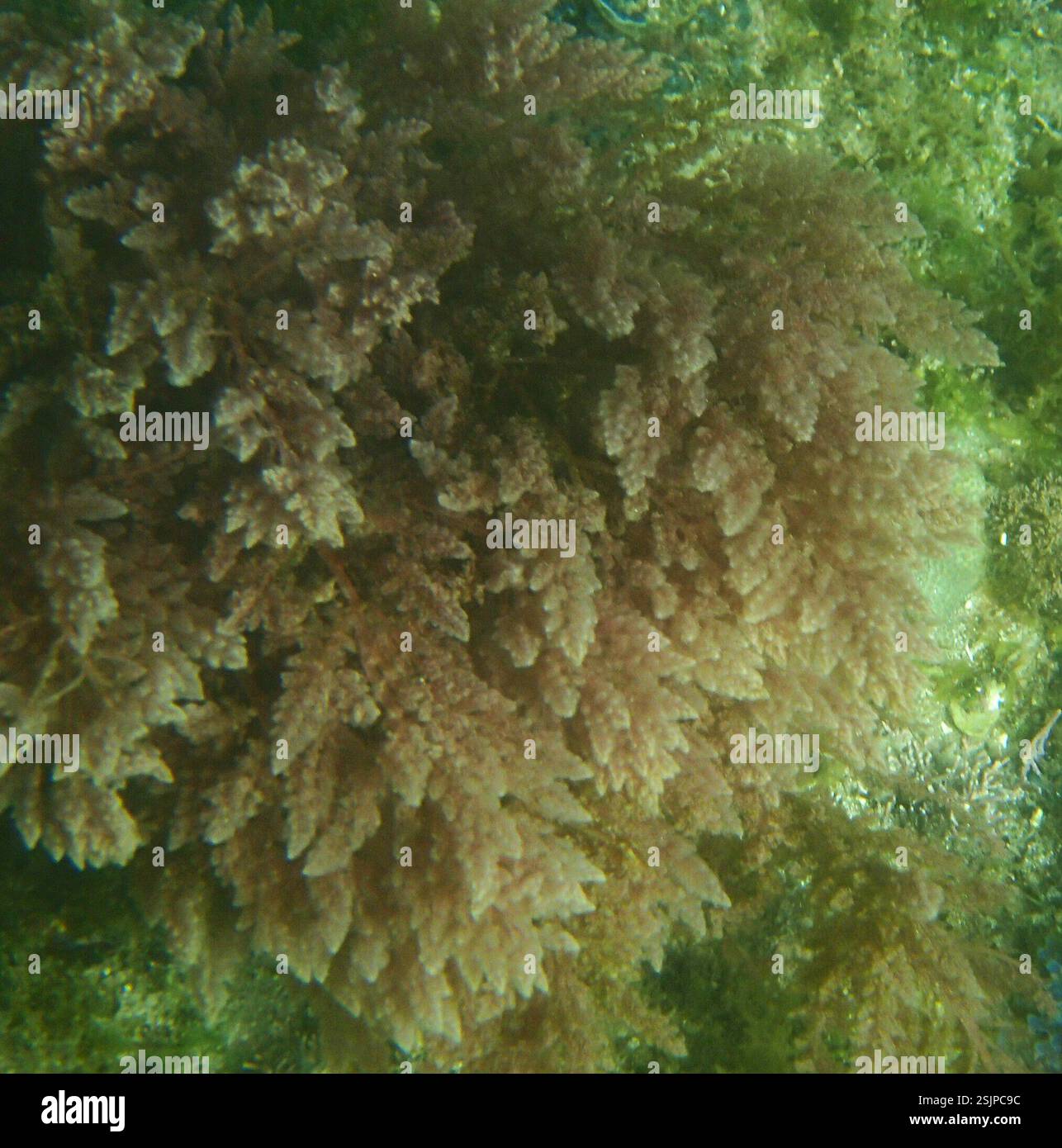 red sea plume (Asparagopsis taxiformis), Plantae, Arroyo Blanco, Isla ...