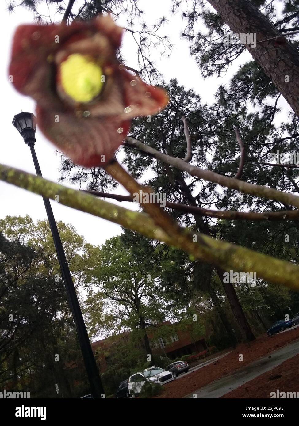 American Winter Ant (Prenolepis imparis), Insecta, Windsor Forest ...