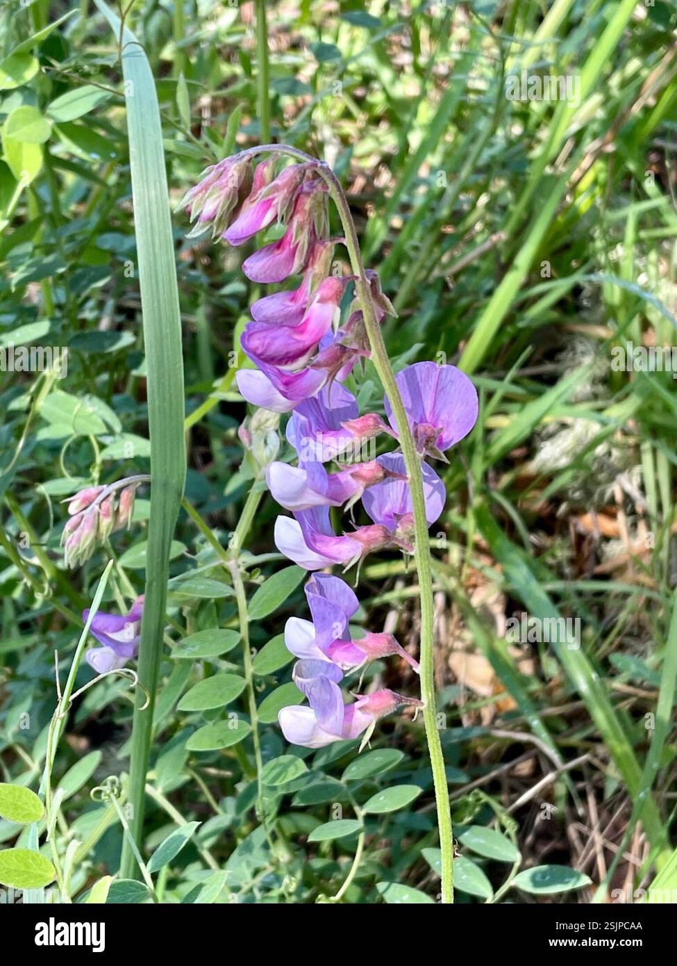 Pacific pea (Lathyrus vestitus), Plantae, Julia Pfeiffer Burns State ...