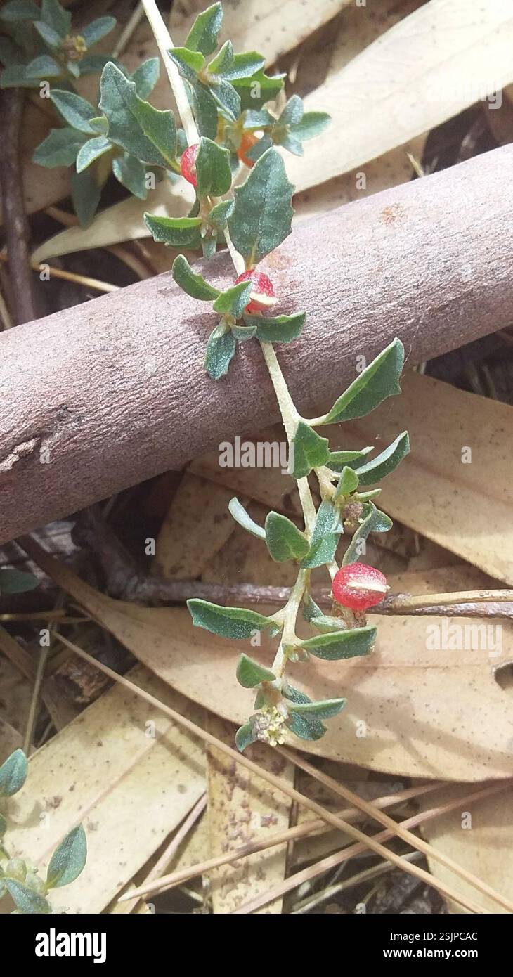 berry saltbush (Atriplex semibaccata), Plantae, Adelaide SA 5000 ...
