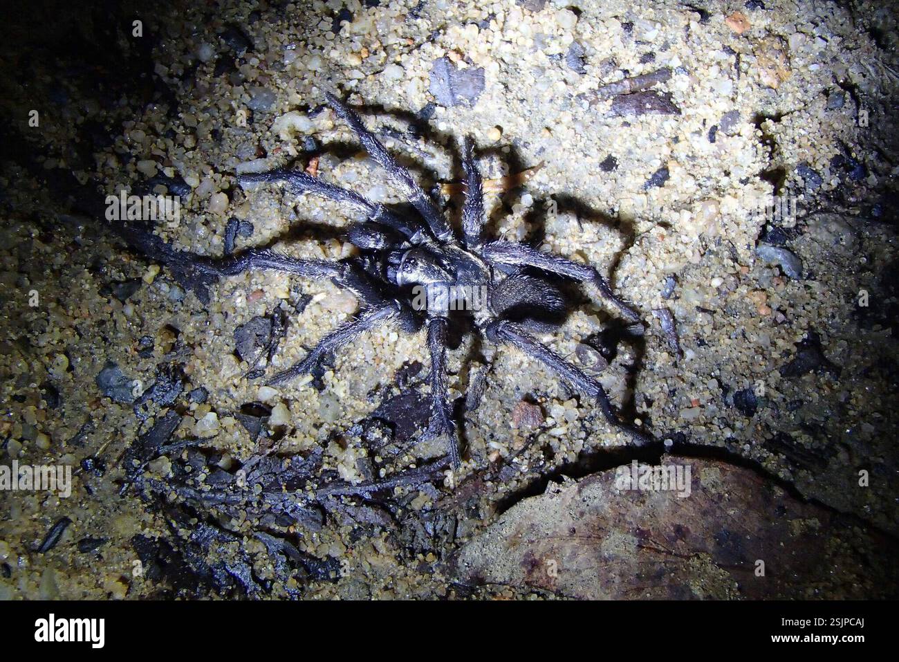 Brown Trapdoor Spiders (Arbanitis), Arachnida, 62 Railway Parade ...