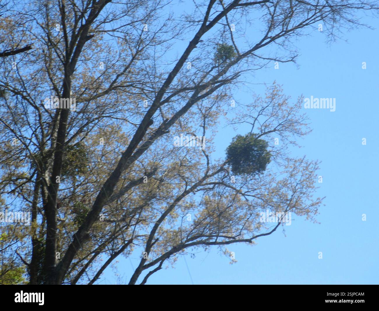 American Mistletoe (Phoradendron leucarpum), Plantae, Coastal Georgia ...