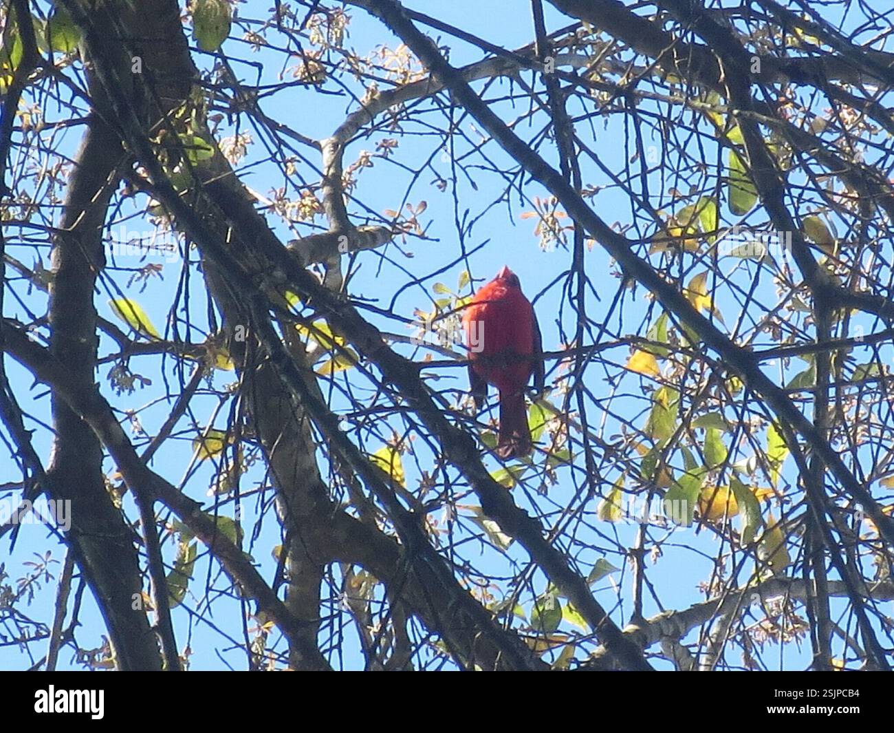 Northern Cardinal (Cardinalis cardinalis), Aves, Coastal Georgia ...