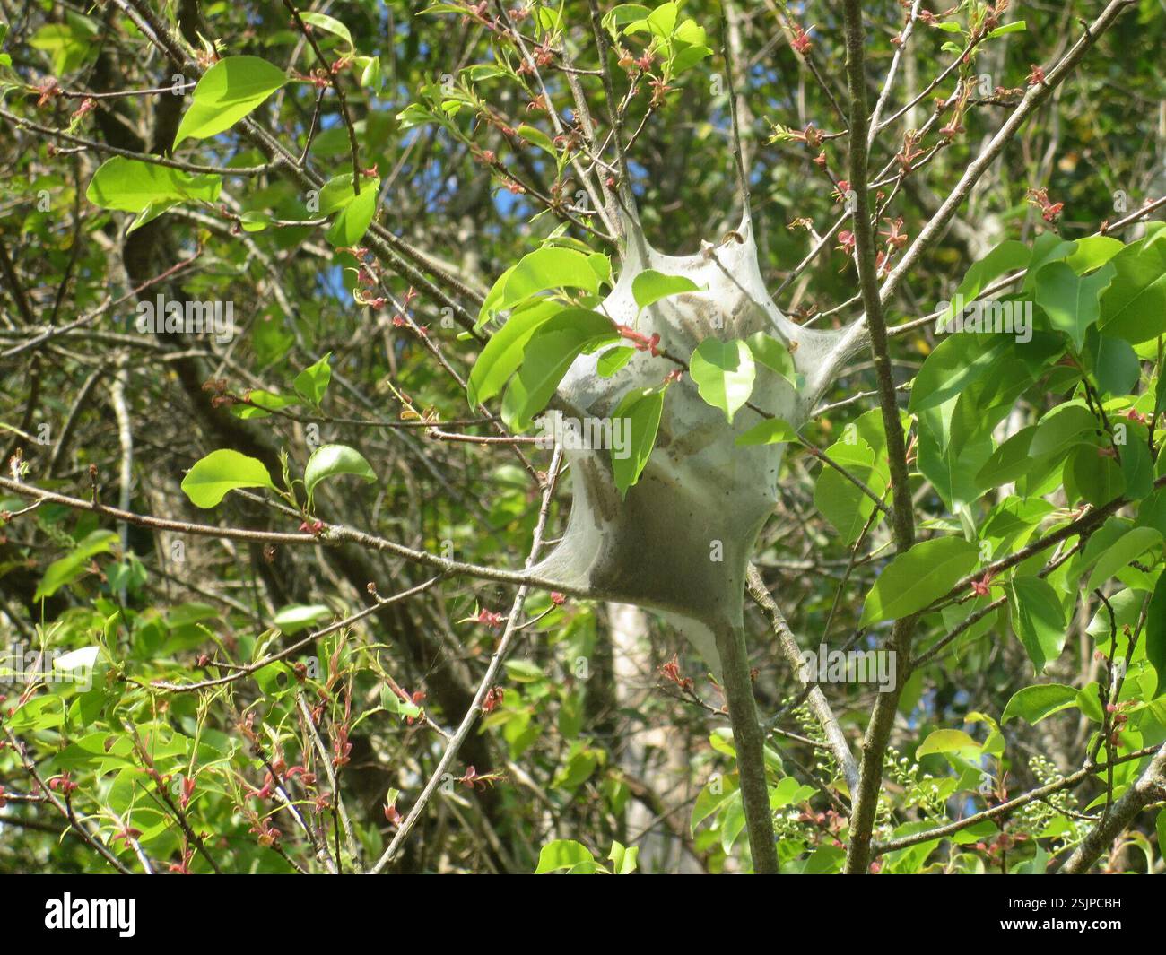 Eastern Tent Caterpillar Moth (Malacosoma americana), Insecta, Savannah ...