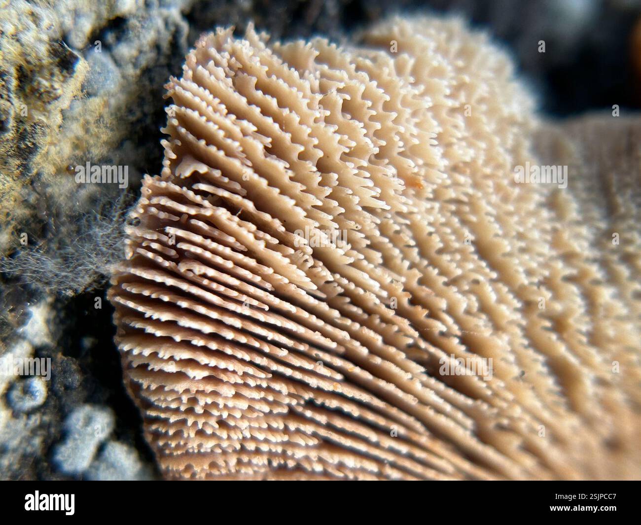 bear lentinus (Lentinellus ursinus), Fungi, Los Osos Oaks State Natural ...