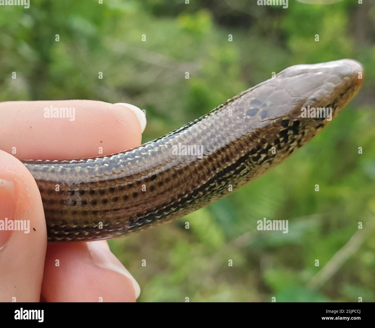 Eastern Glass Lizard (Ophisaurus ventralis), Reptilia, Fort Walton ...