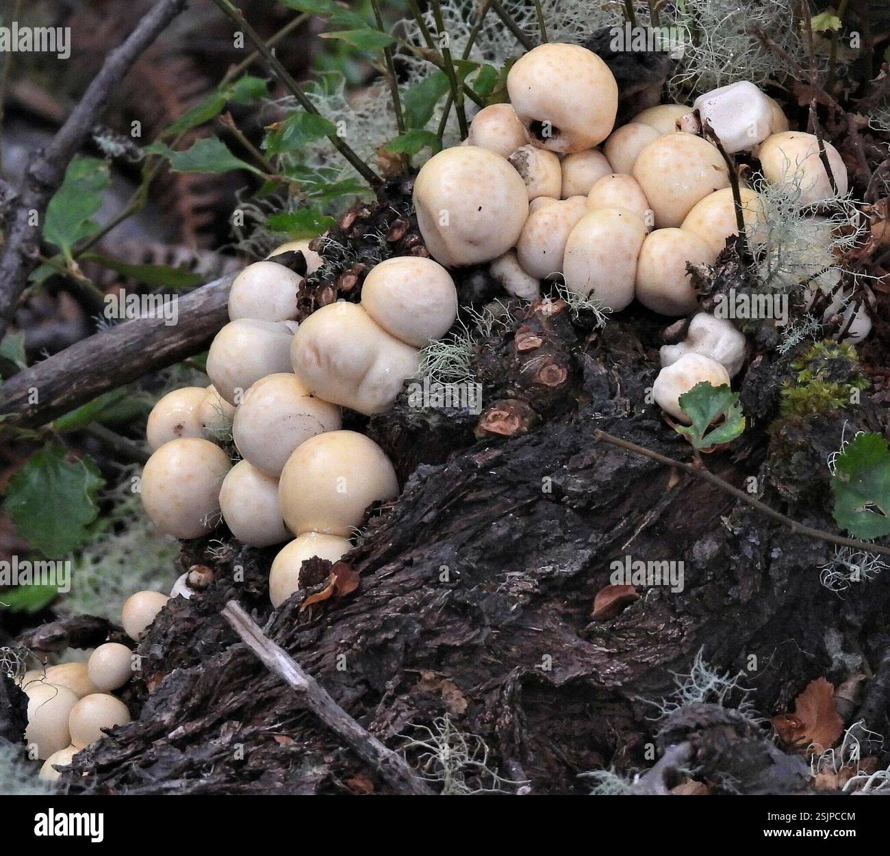 Darwin's fungus (Cyttaria darwinii), Fungi, Ushuaia, Tierra del Fuego ...