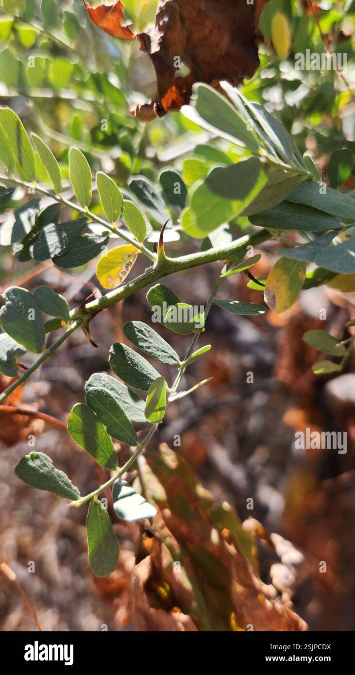 desert ironwood (Olneya tesota), Plantae, Loreto, MX-BS, MX Stock Photo ...