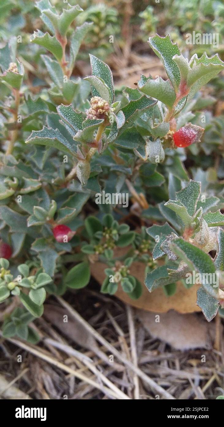berry saltbush (Atriplex semibaccata), Plantae, Stop R1 West Tce - West ...