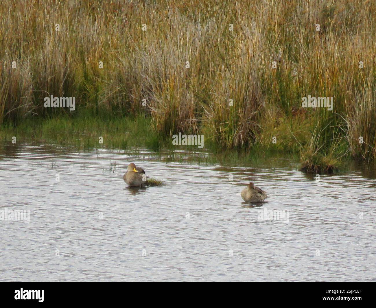 Yellow-billed Pintail (Anas georgica), Aves, Ushuaia, Tierra del Fuego ...