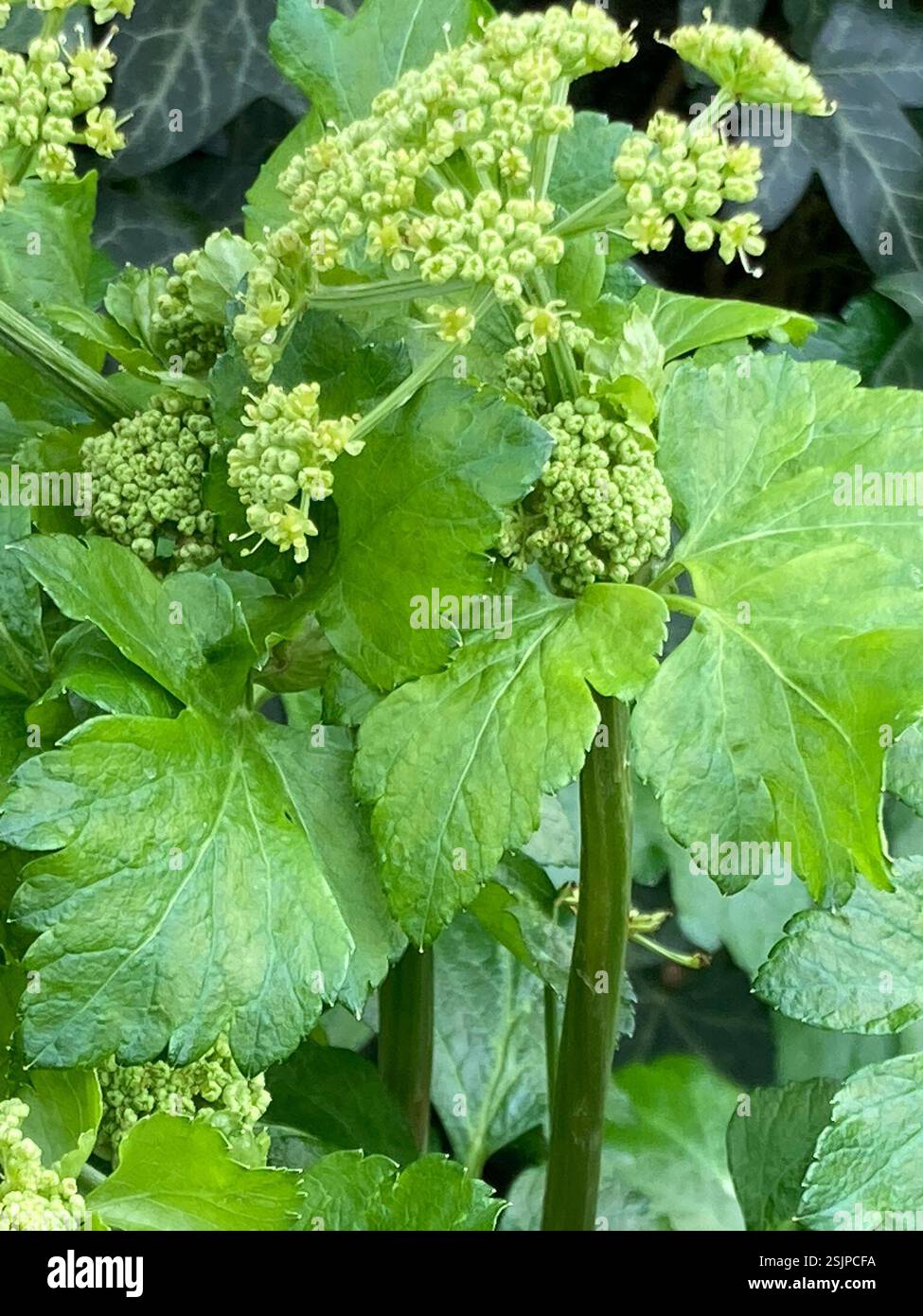 Alexanders Smyrnium Olusatrum Plantae Vine Road London England
