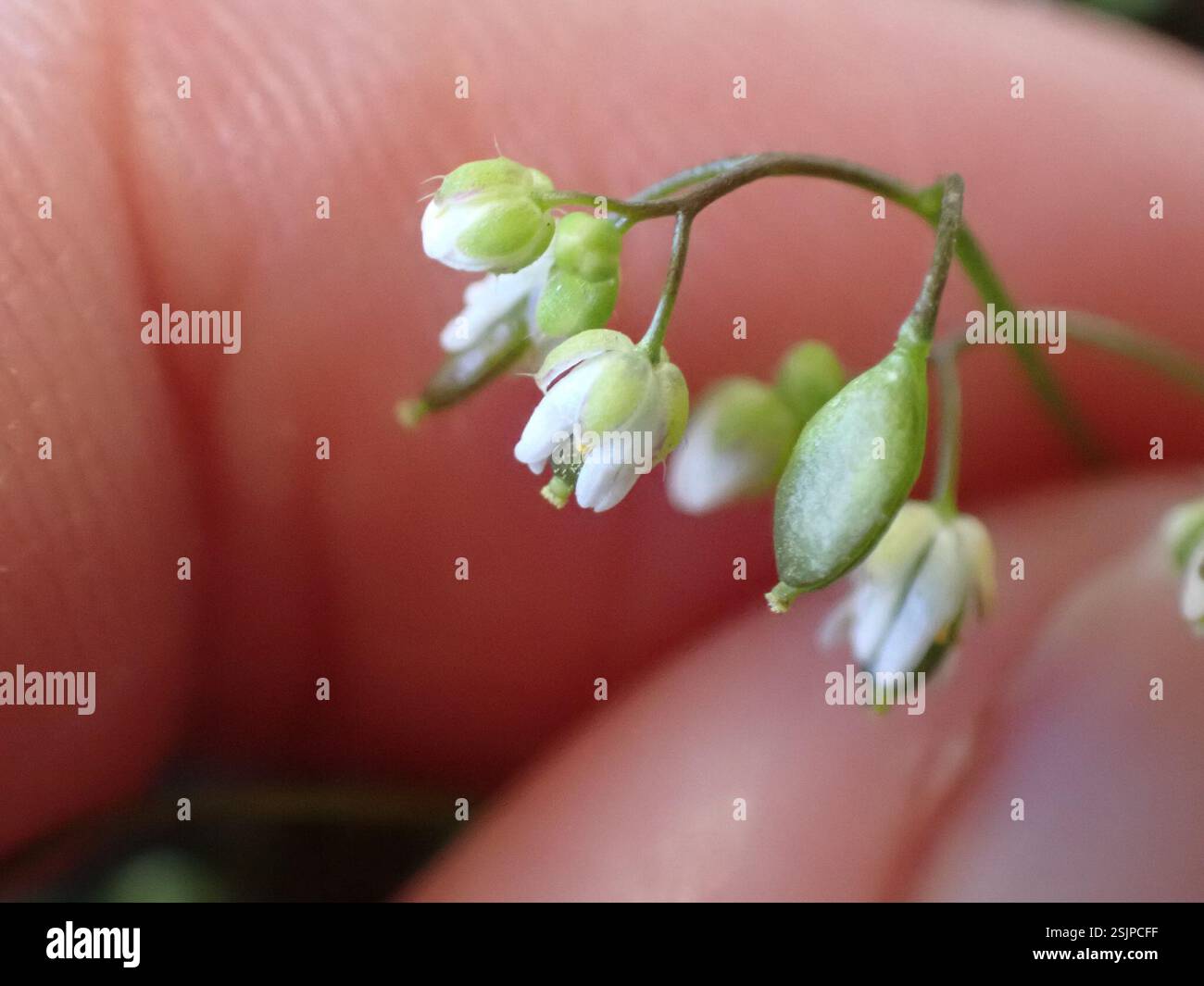 Common Whitlowgrass (Draba verna), Plantae, Fairfield, Victoria, BC ...