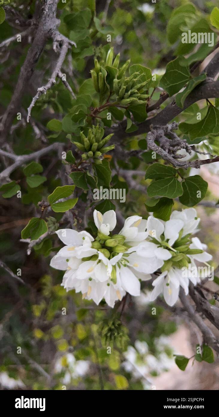 Anacacho orchid (Bauhinia lunarioides), Plantae, Del Rio Stock Photo ...
